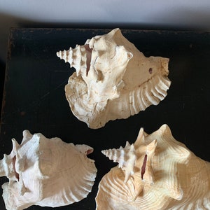 Vintage Giant Queen Conch Shells, Set of 3 - Etsy