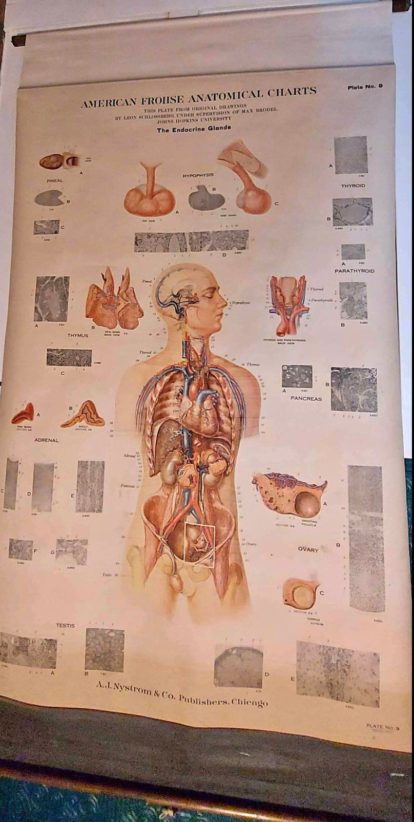 Endocrine System Chart
