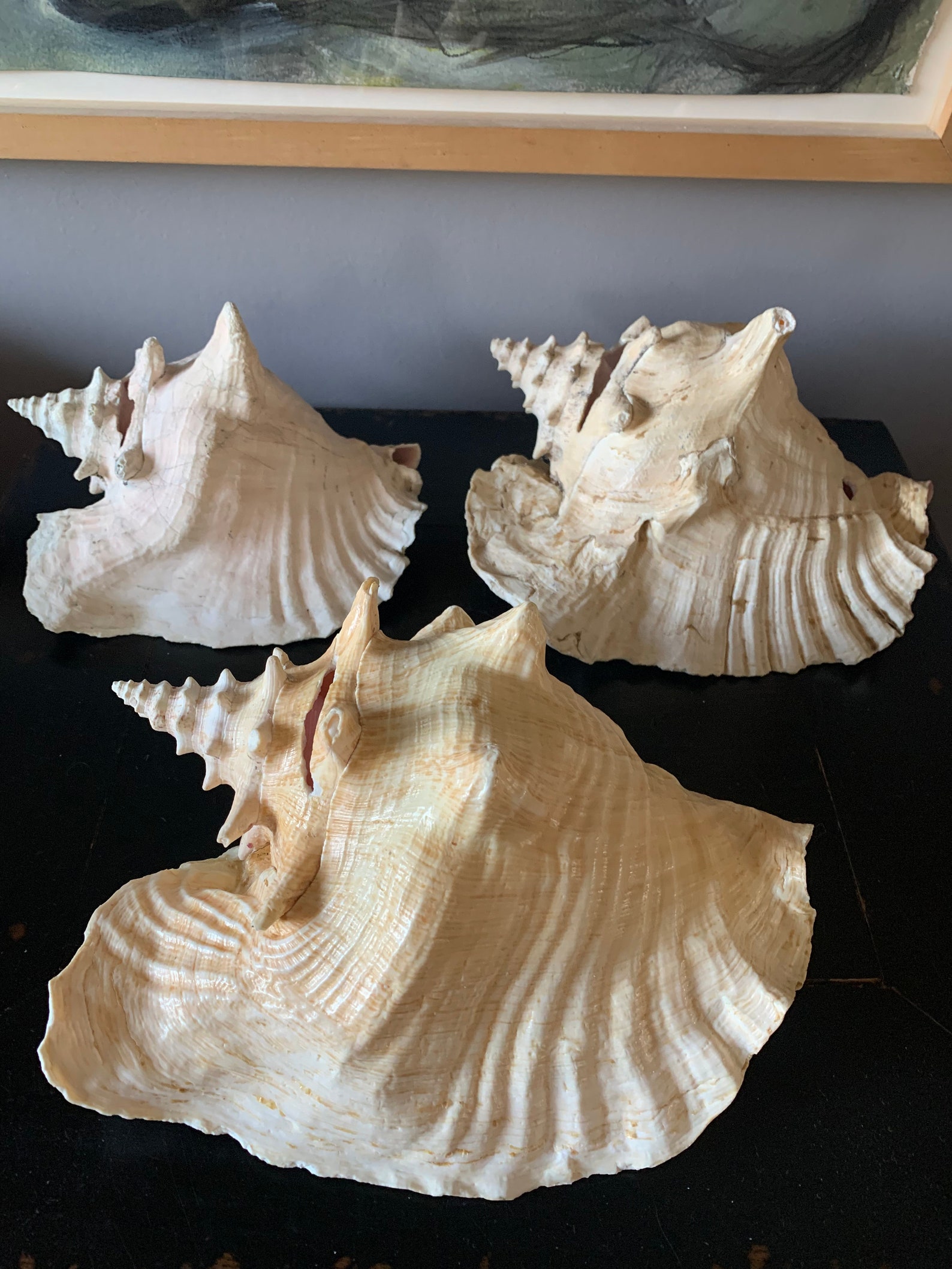 Vintage Giant Queen Conch Shells, Set of 3 - Etsy