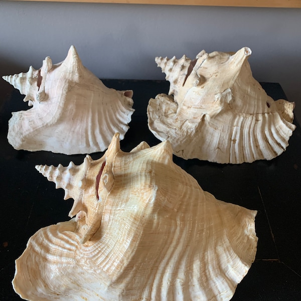Queen Conch Shell - Etsy