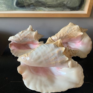 Vintage Giant Queen Conch Shells, Set of 3 - Etsy