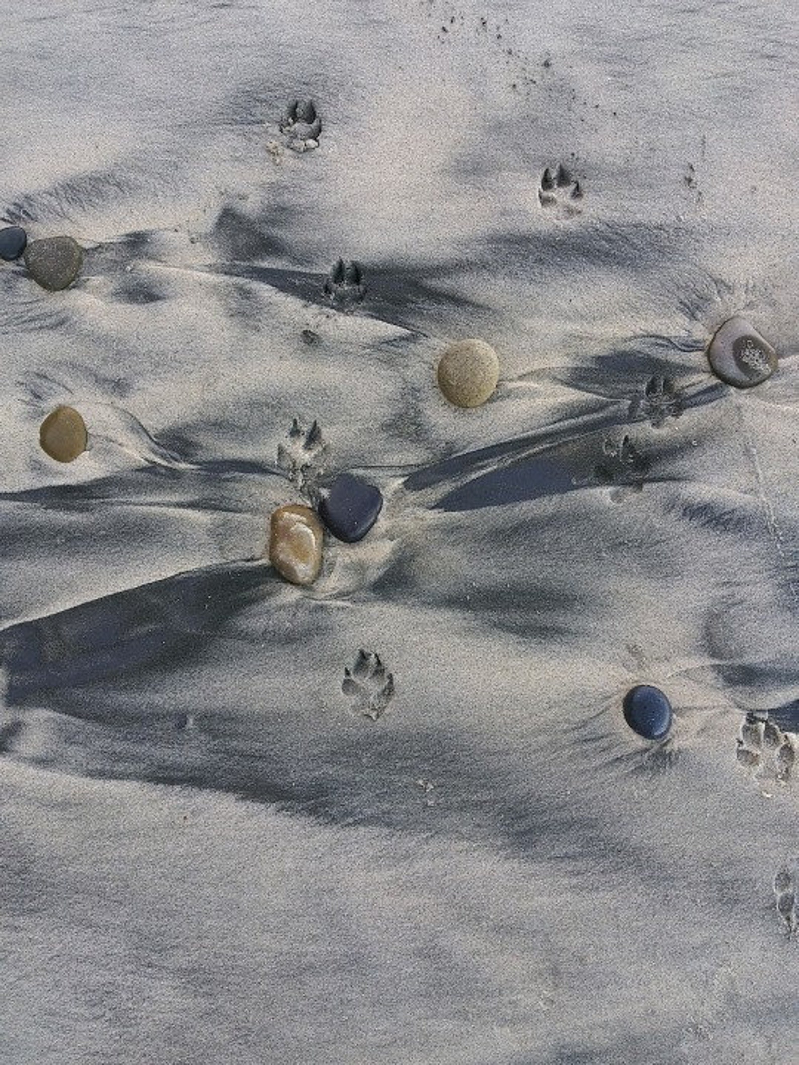 Paw Prints on the Sandy Beach - Art Print - Etsy