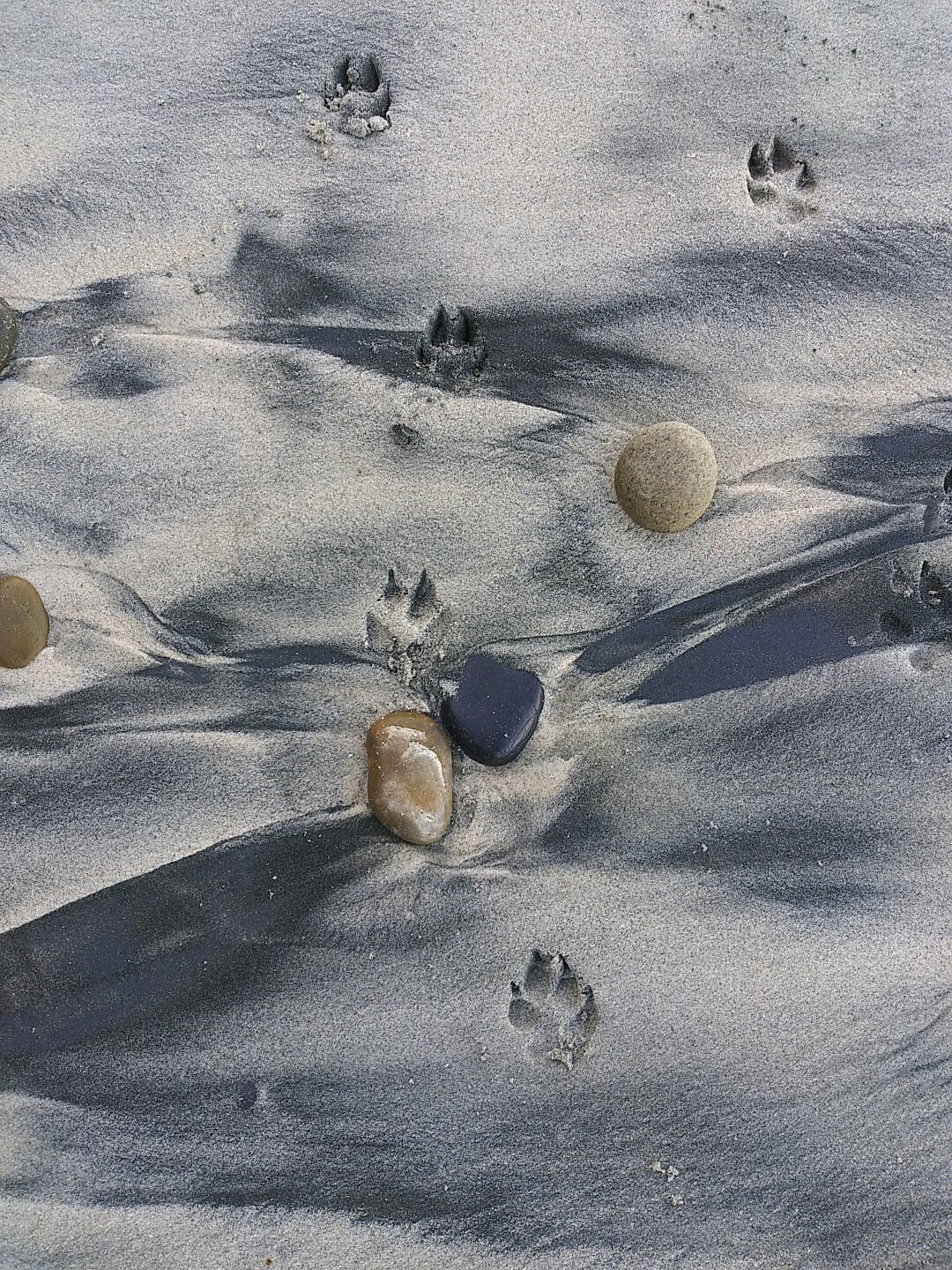 Paw Prints in the Sand - Art Print - Etsy
