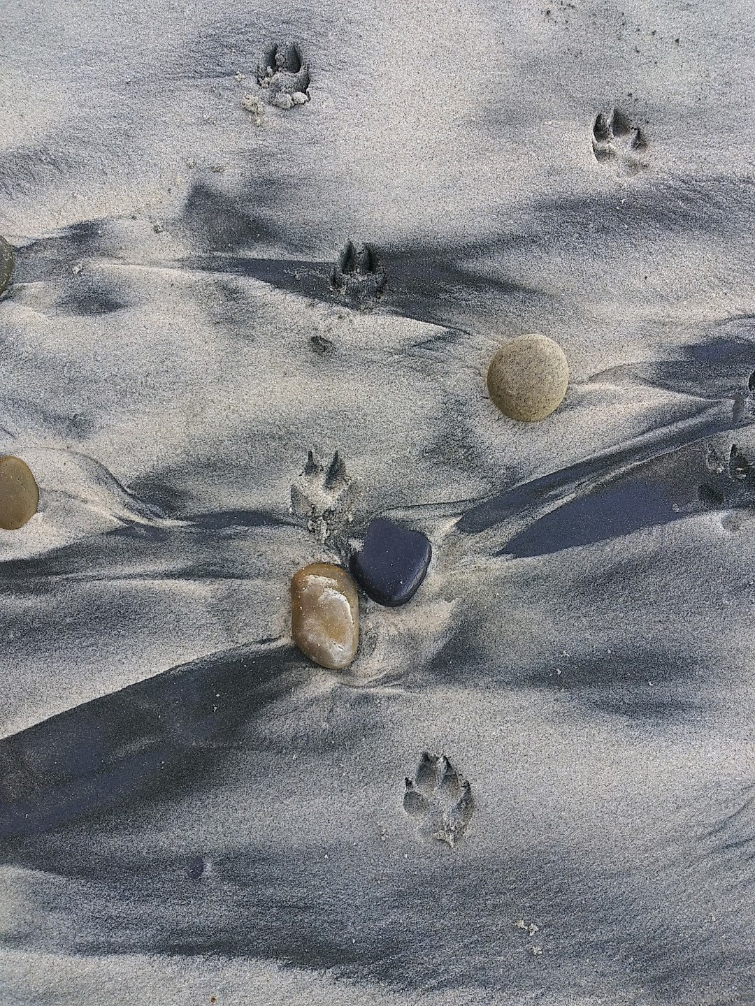 Paw Prints in the Sand - Art Print - Etsy