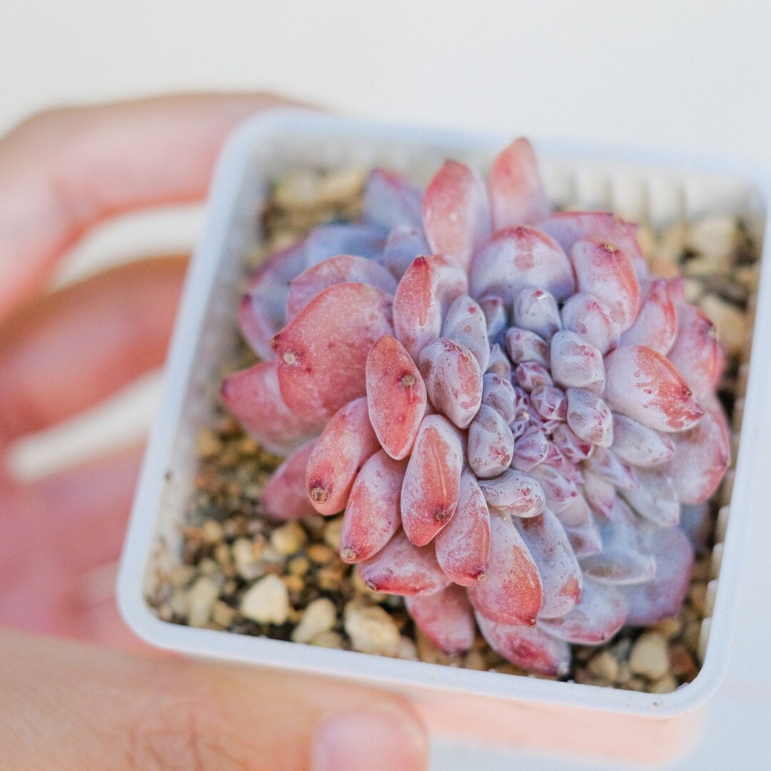 Echeveria Orange Monroe Crest - Etsy