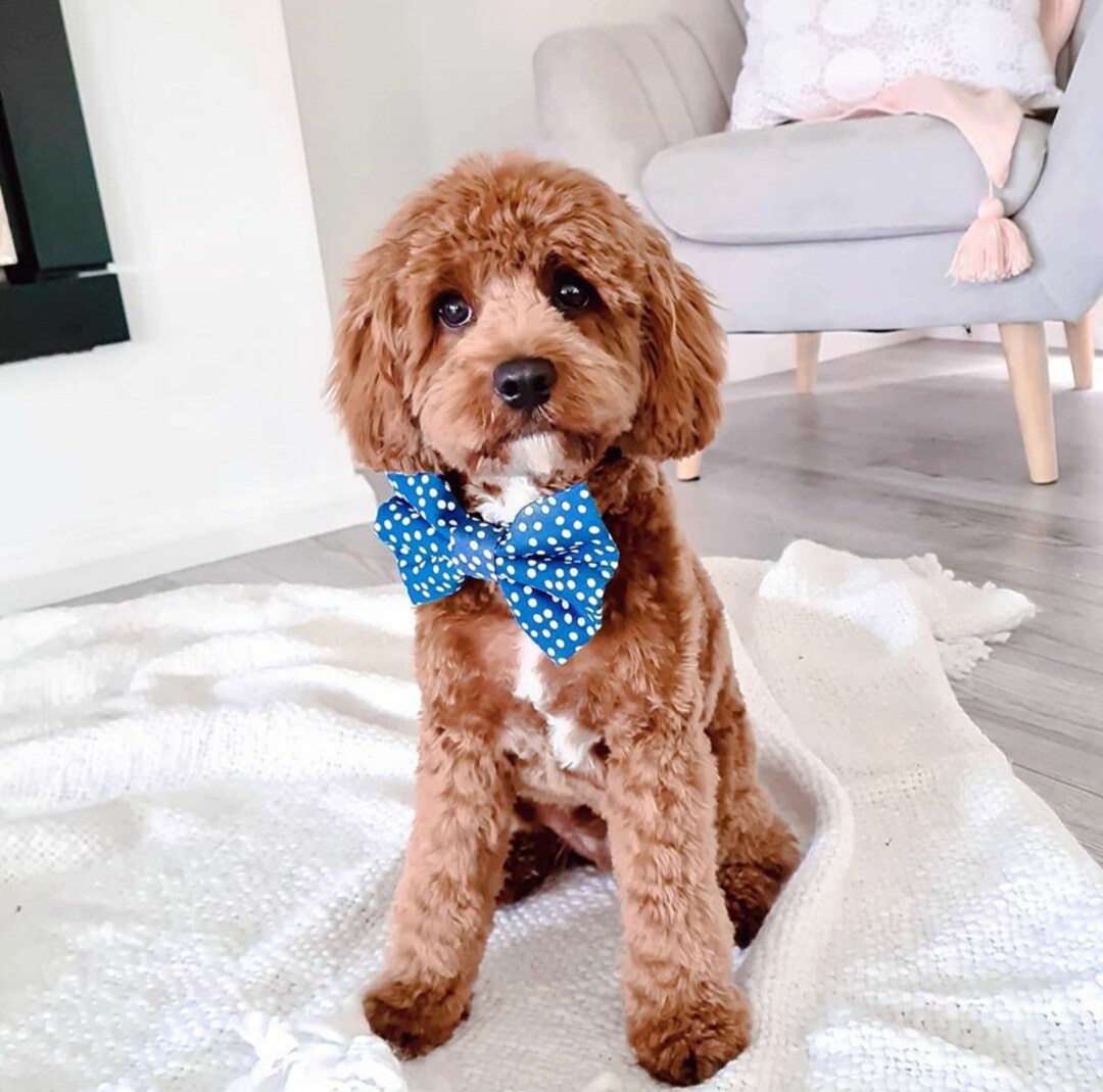 Ocean Bows Large Dog Bow and Sailor Dog Bow - Etsy Singapore