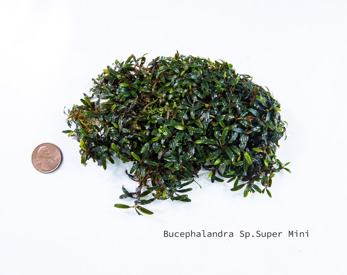 RARE Bucephalandra Sp. Super Mini VERY SMALL - Etsy