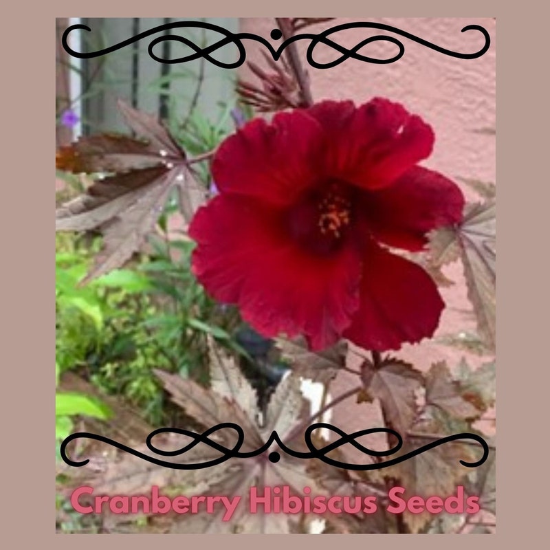 Hibiscus Seeds - Etsy