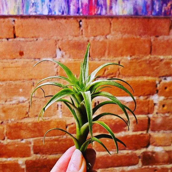 Tillandsia NANA Air Plant .. Florette Shape .. Perfect - Etsy