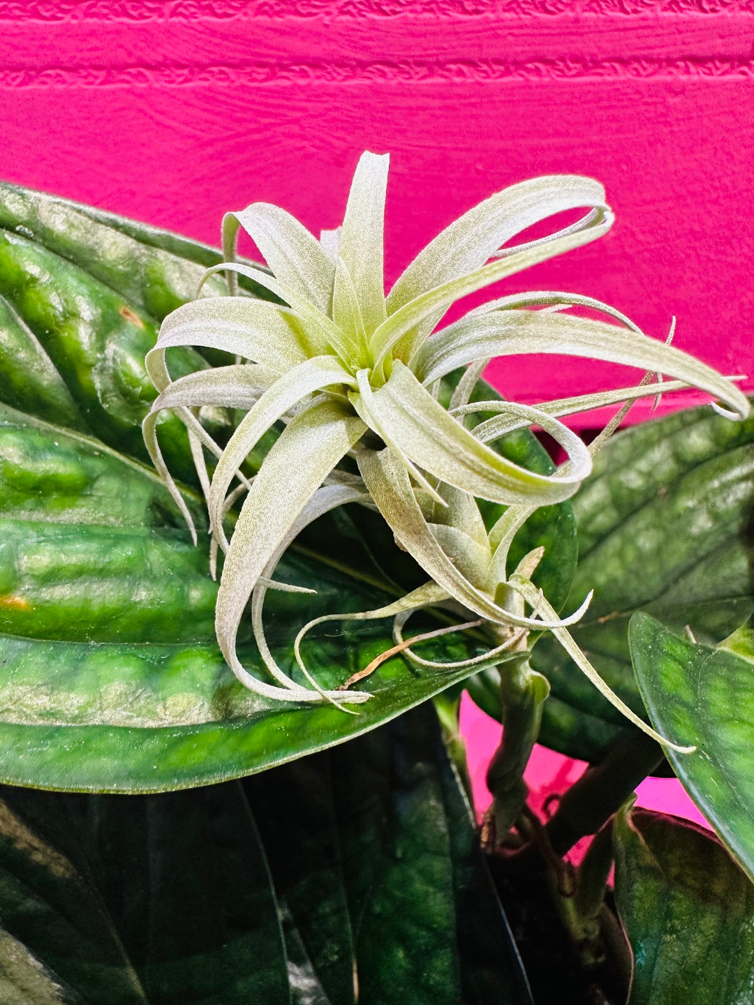 Tillandsia NANA Air Plant .. Florette Shape Rare Perfect for Small ...