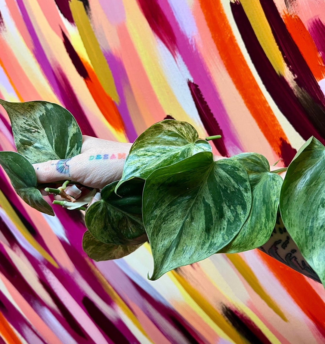 Variegated Heart Leaf Philodendron .. Single Cuttings Established ...