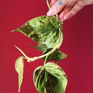 Variegated Heart Leaf Philodendron .. Single Cuttings Established ...