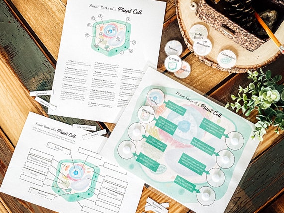 Plant Cell Science Resource Pack // Parts of a Plant Cell // | Etsy