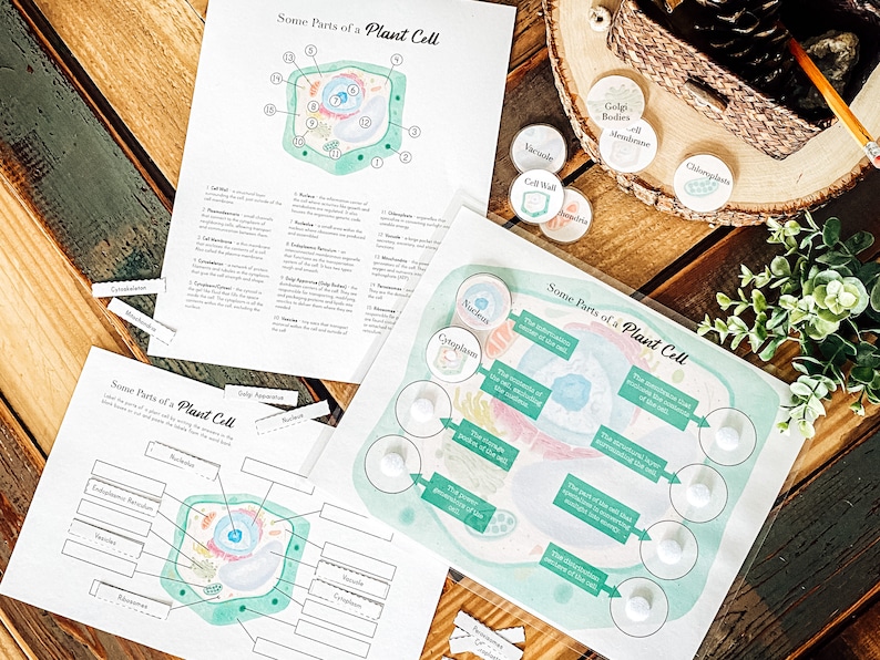 Plant Cell Science Resource Pack // Parts of a Plant Cell // Homeschool ...