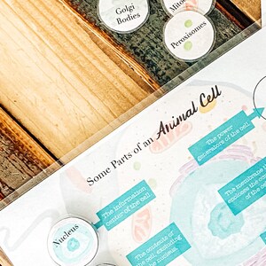 Animal Cell Science Resource Pack // Parts of an Animal Cell ...