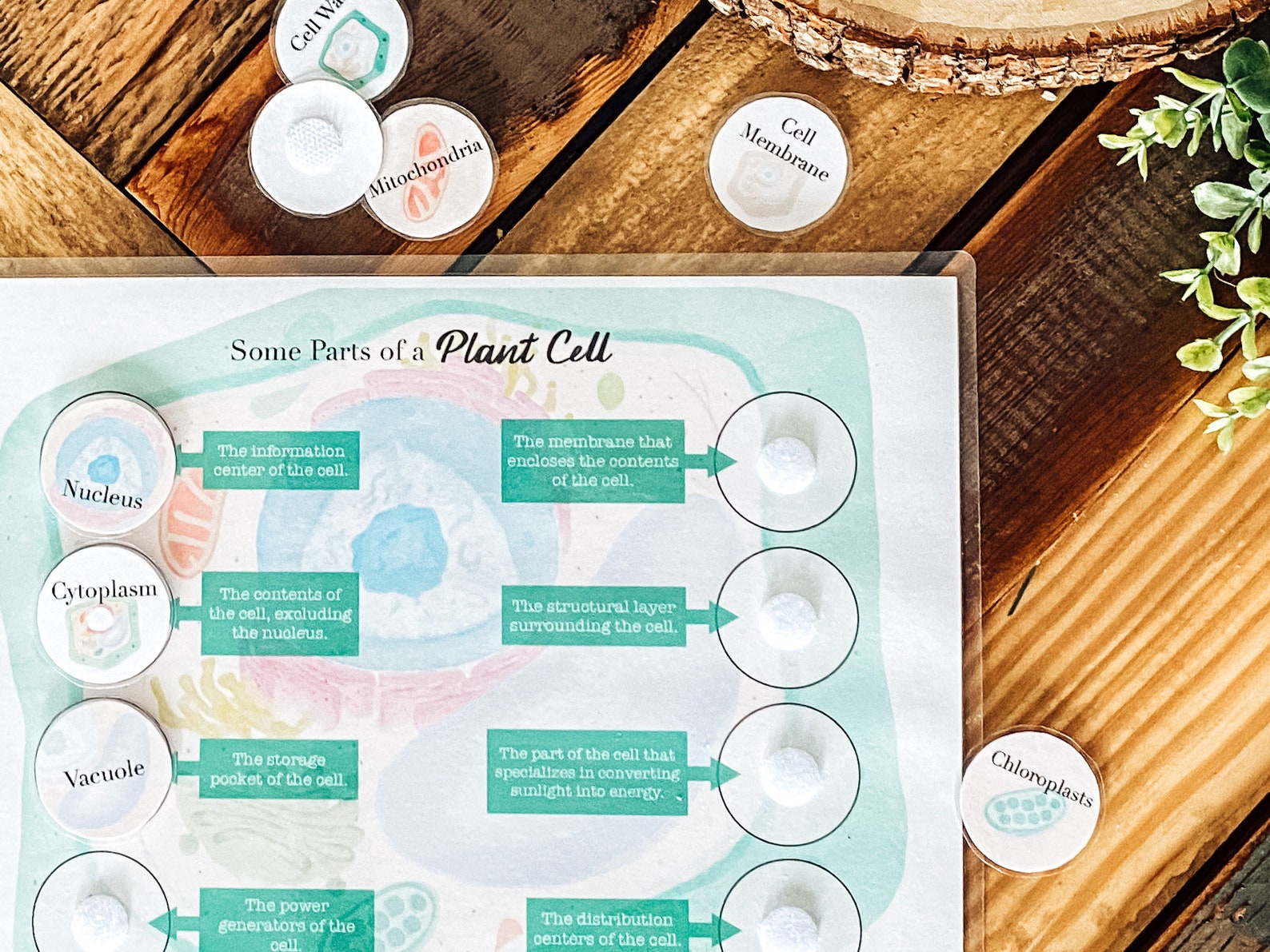 Plant Cell Science Resource Pack // Parts of a Plant Cell // Homeschool ...