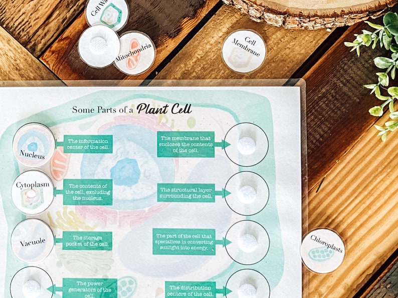 Plant Cell Science Resource Pack // Parts of a Plant Cell // Homeschool ...