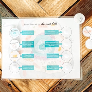 Animal Cell Science Resource Pack // Parts of an Animal Cell ...