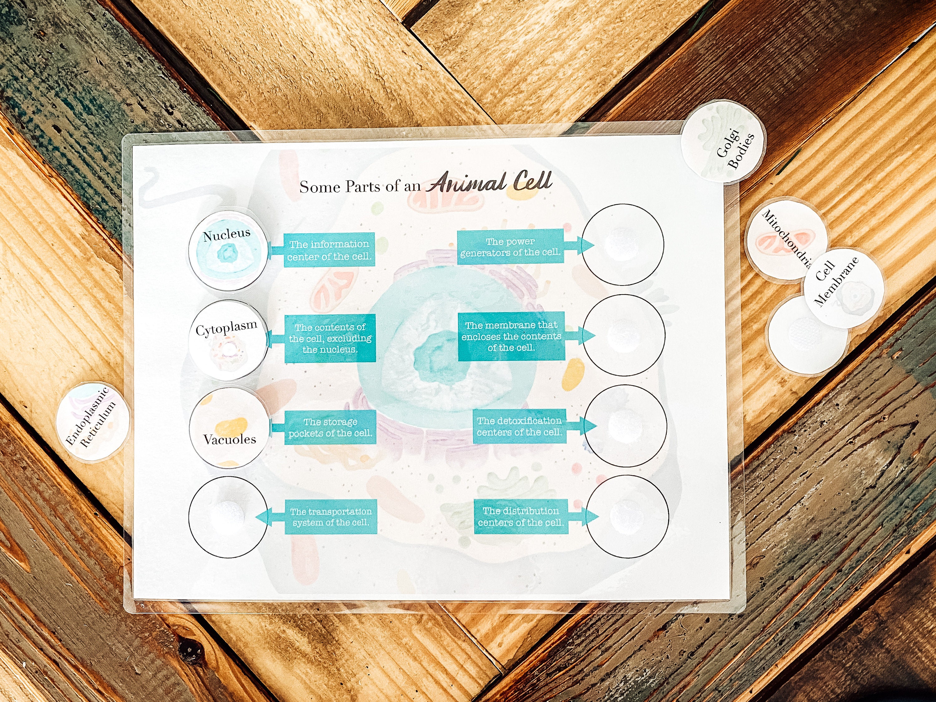 Animal Cell Science Resource Pack // Parts of an Animal Cell | Etsy