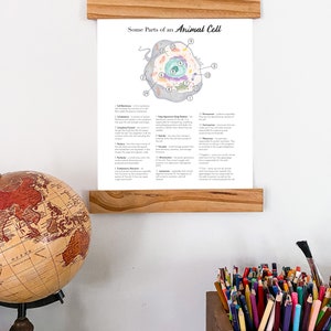 Animal Cell Science Resource Pack // Parts of an Animal Cell ...