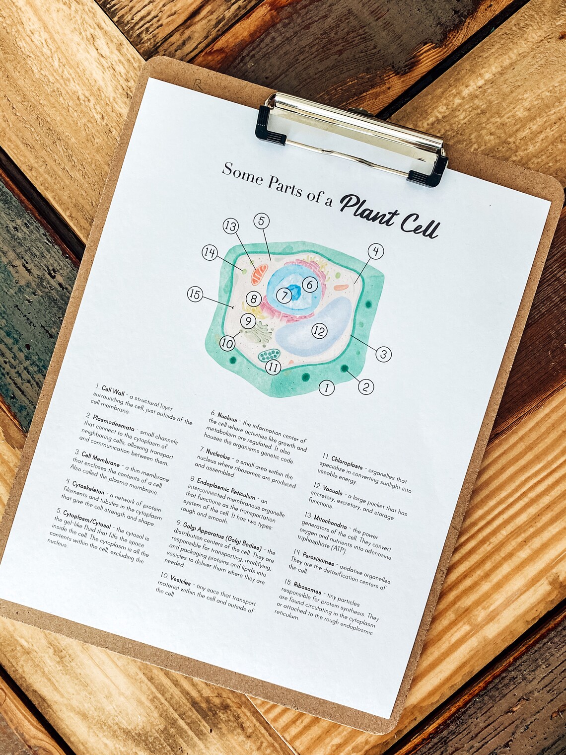 Plant Cell Science Resource Pack // Parts of a Plant Cell // | Etsy