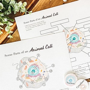 Animal Cell Science Resource Pack // Parts of an Animal Cell ...