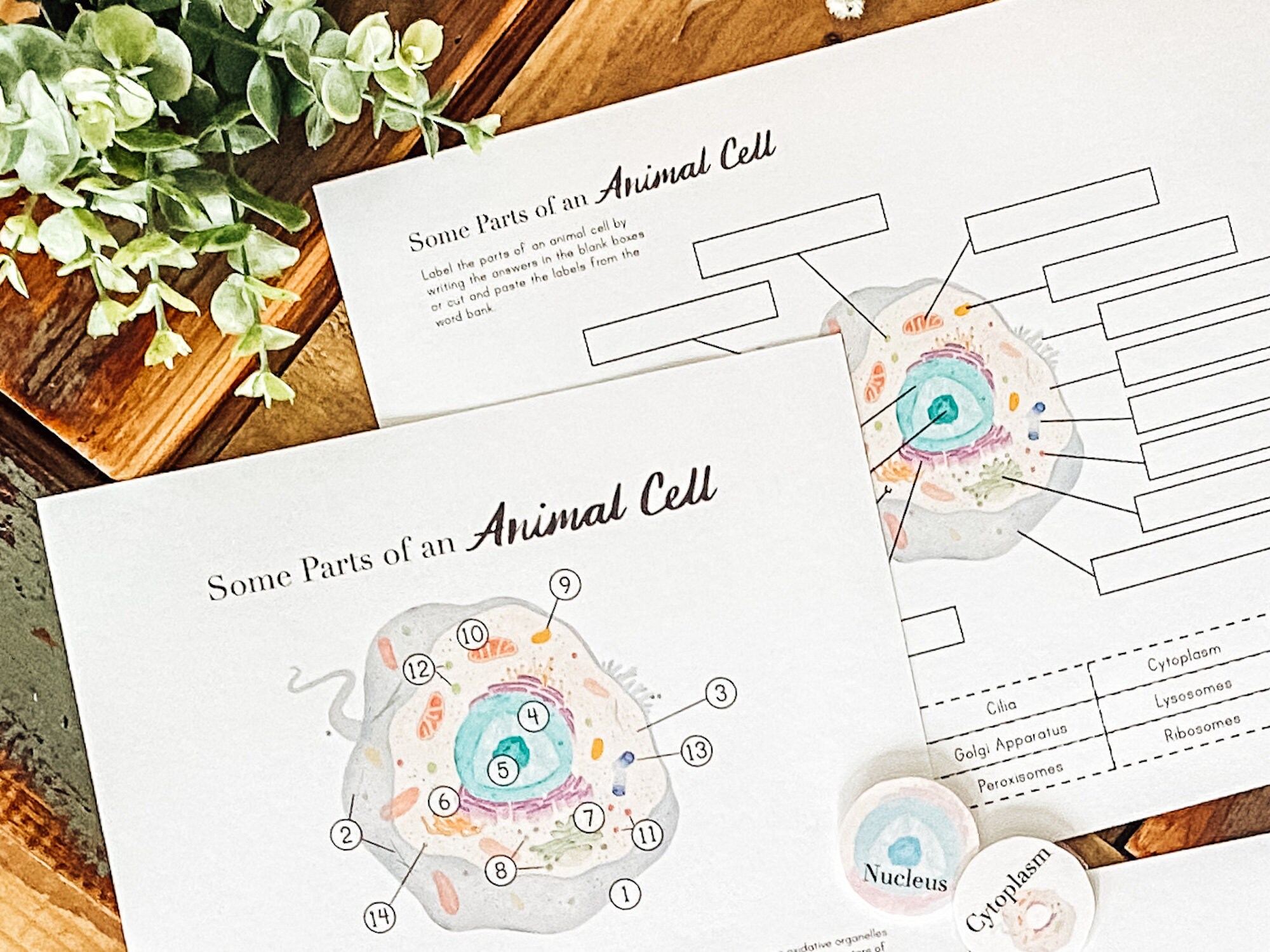 Animal Cell Science Resource Pack // Parts of an Animal Cell | Etsy