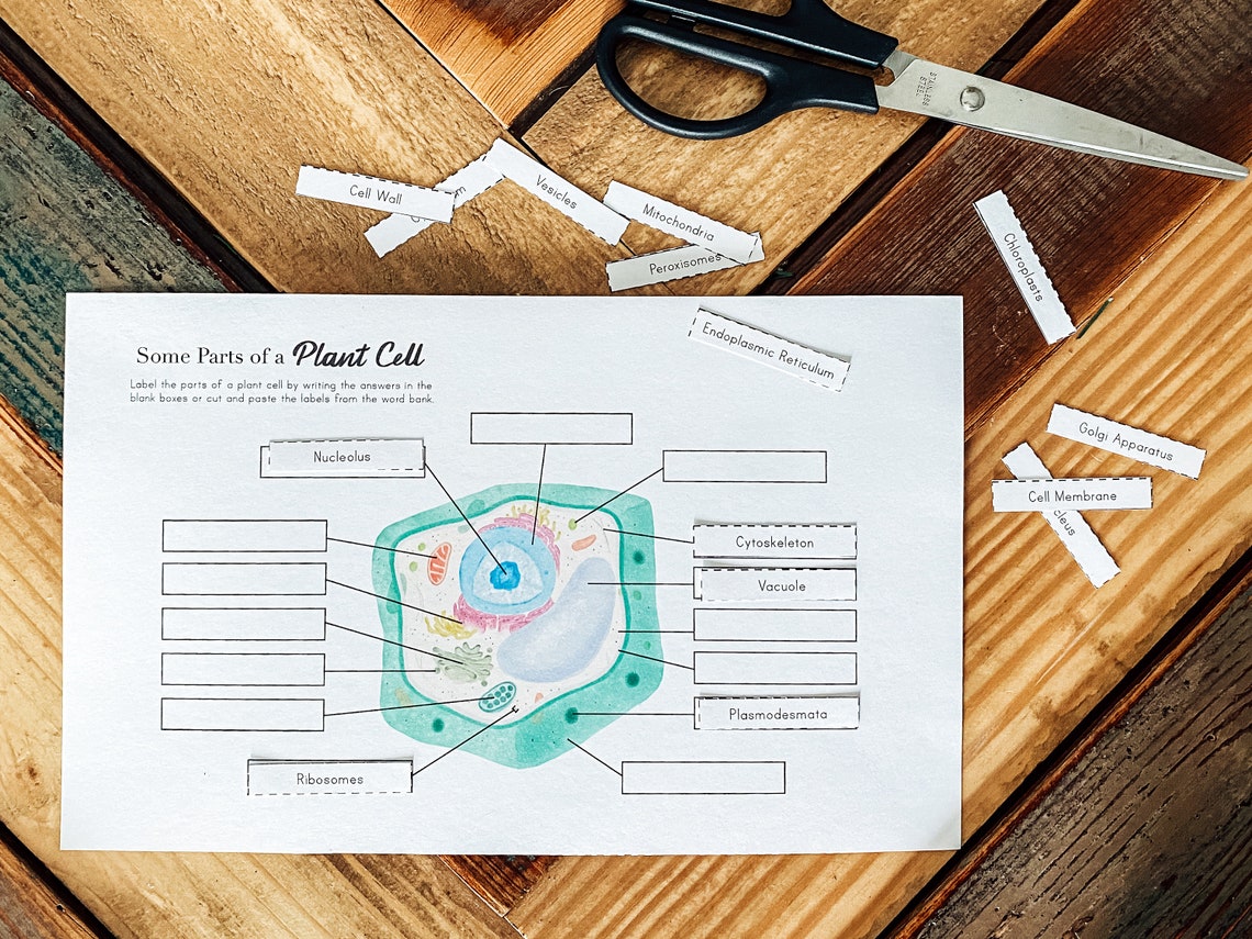 Plant Cell Science Resource Pack // Parts of a Plant Cell // - Etsy