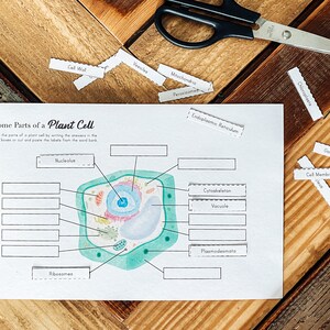 Plant Cell Science Resource Pack // Parts of a Plant Cell // Homeschool ...