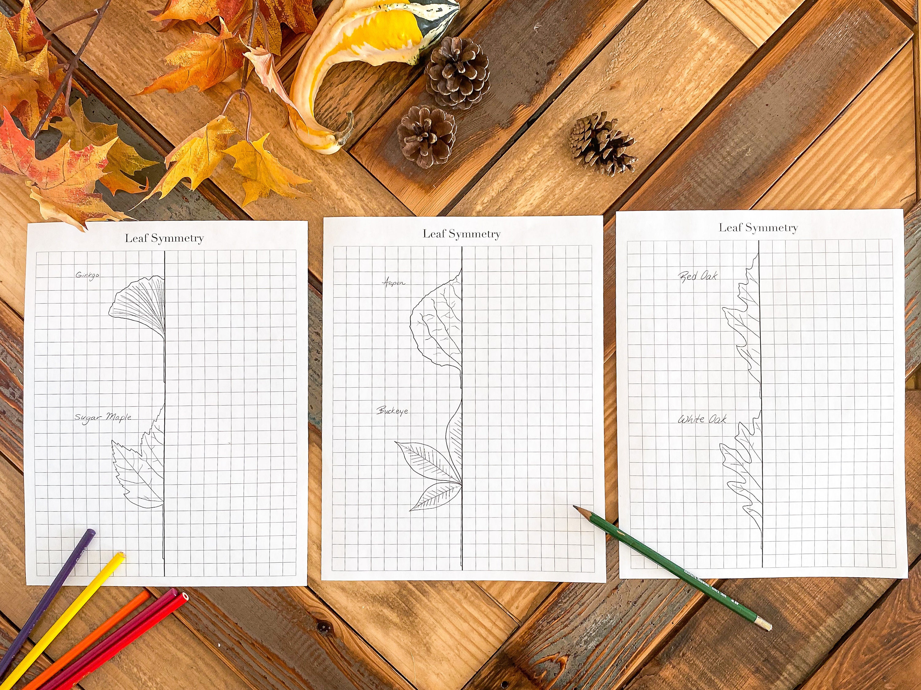 Autumn Art Resource Pack // Step by Step Drawing // Leaf | Etsy