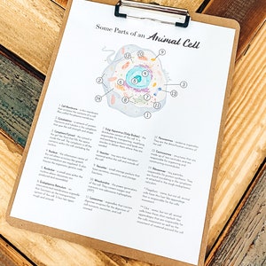 Animal Cell Science Resource Pack // Parts of an Animal Cell ...