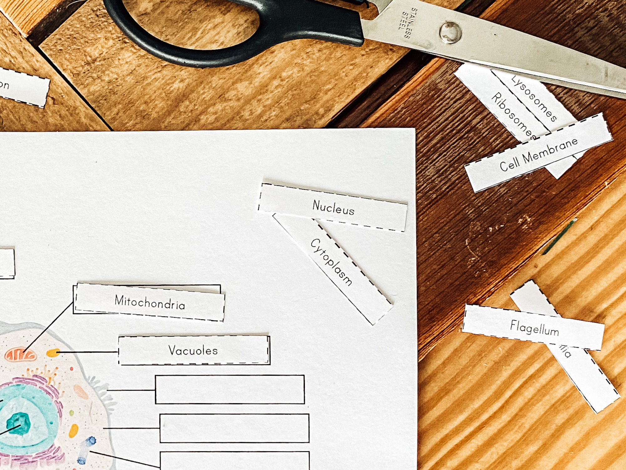 Animal Cell Science Resource Pack // Parts of an Animal Cell | Etsy