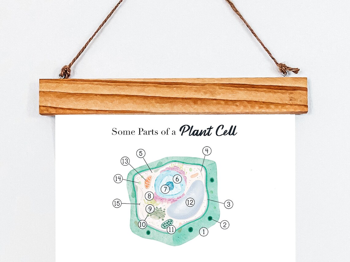 Plant Cell Science Resource Pack // Parts of a Plant Cell // - Etsy