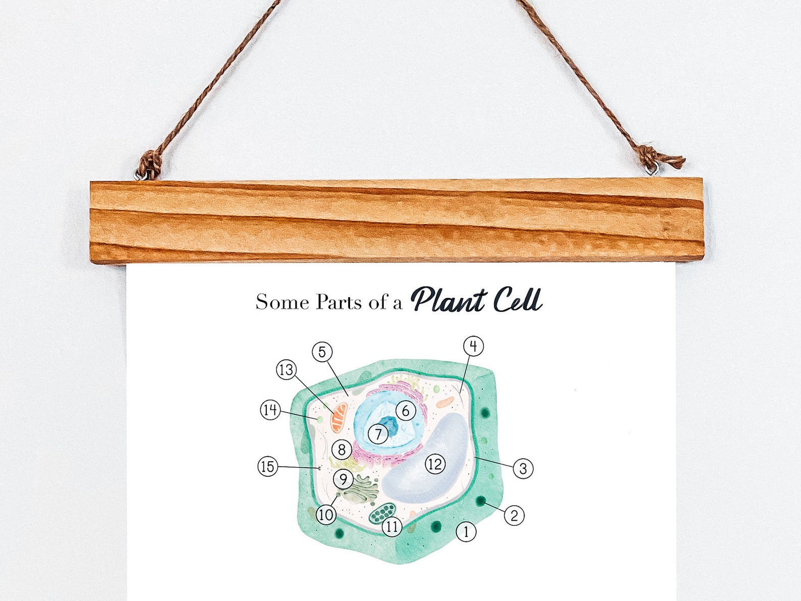 Plant Cell Science Resource Pack // Parts of a Plant Cell // - Etsy