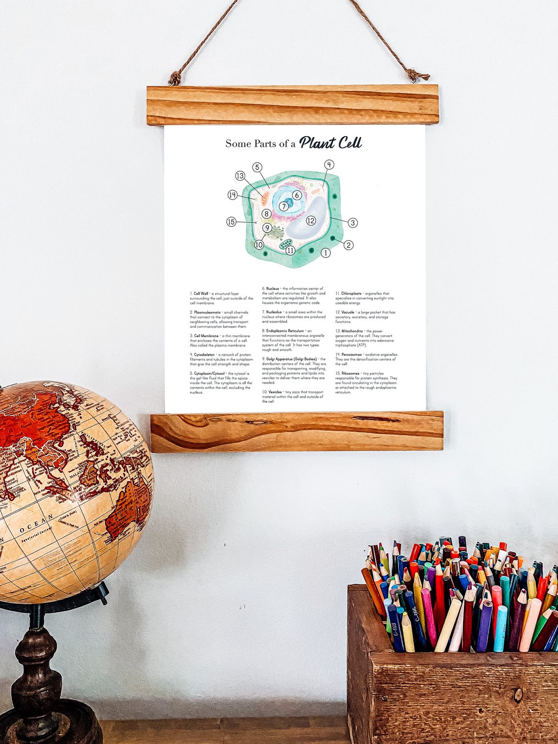 Plant Cell Science Resource Pack // Parts of a Plant Cell // - Etsy