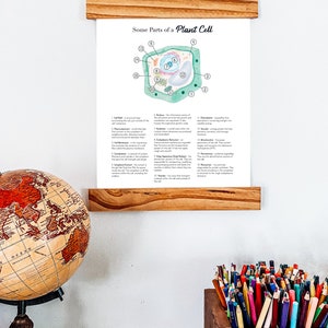 Plant Cell Science Resource Pack // Parts of a Plant Cell // Homeschool ...