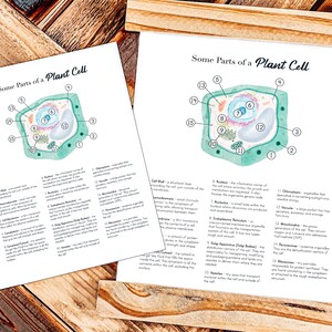 Plant Cell Science Resource Pack // Parts of a Plant Cell // Homeschool ...