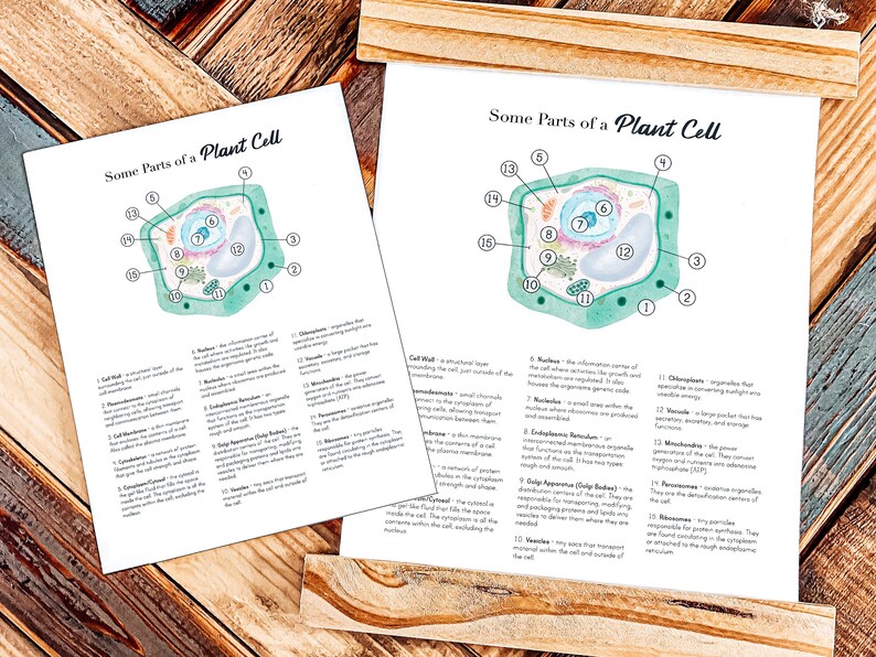 Plant Cell Science Resource Pack // Parts of a Plant Cell // Homeschool ...