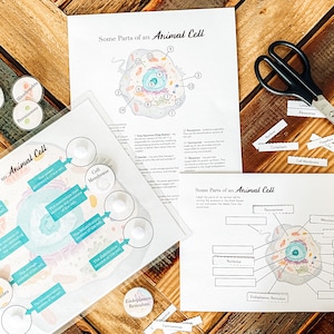 Animal Cell Science Resource Pack // Parts of an Animal Cell ...