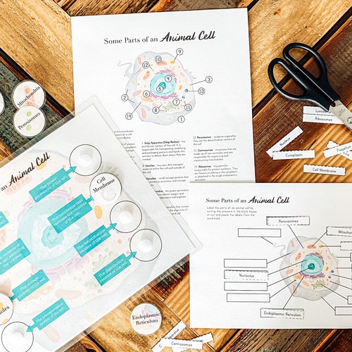 Animal Cell Diagram PDF - Etsy