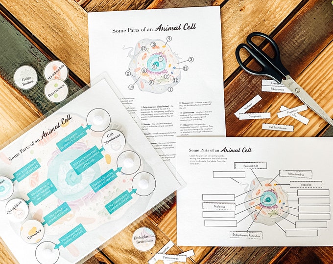 Parts of an Animal Cell Nomenclature Book - Science - Printable ...