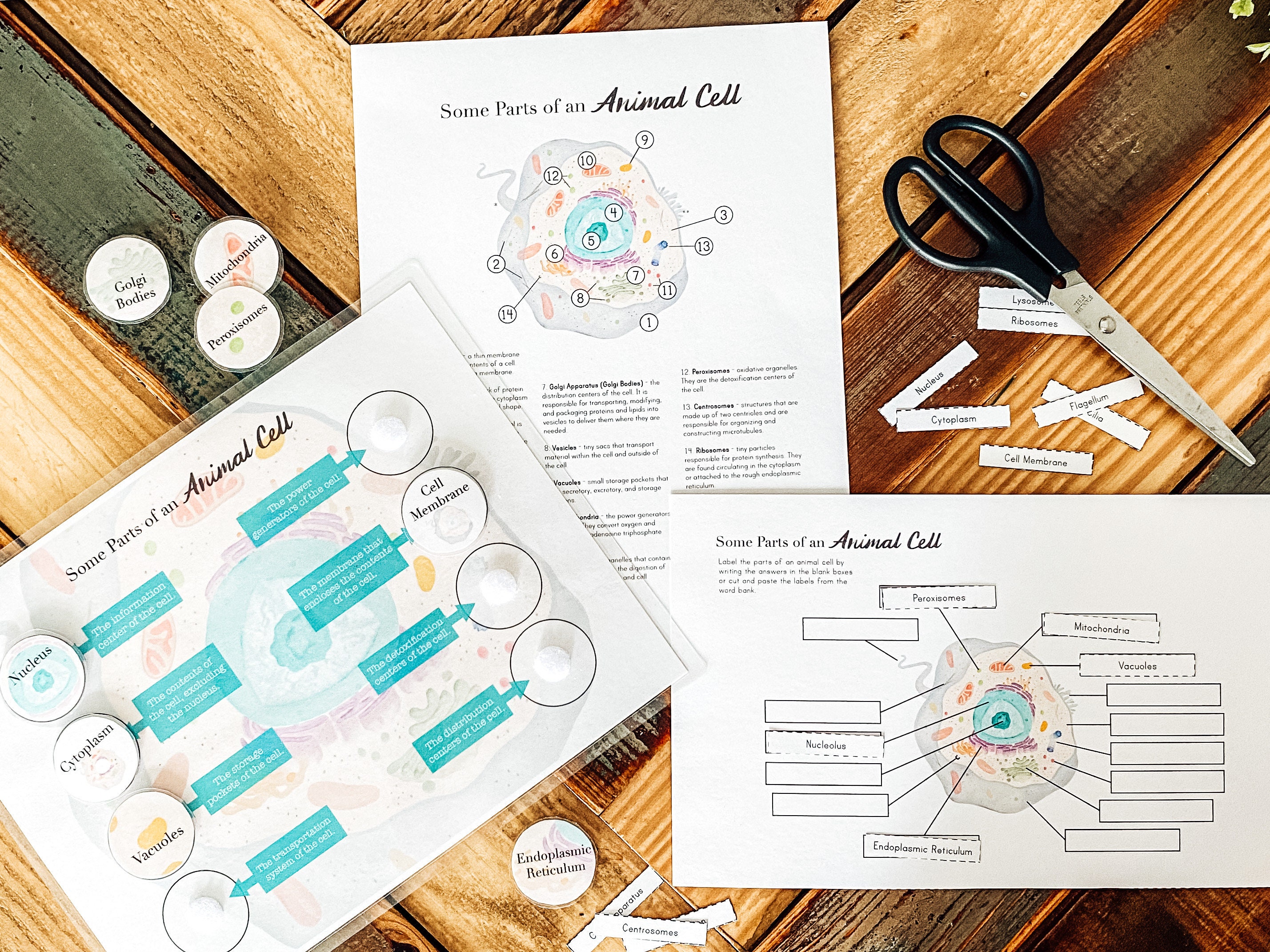 Animal Cell Science Resource Pack // Parts of an Animal Cell | Etsy