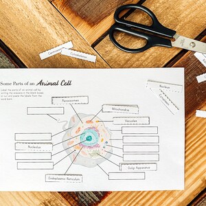 Animal Cell Science Resource Pack // Parts of an Animal Cell ...