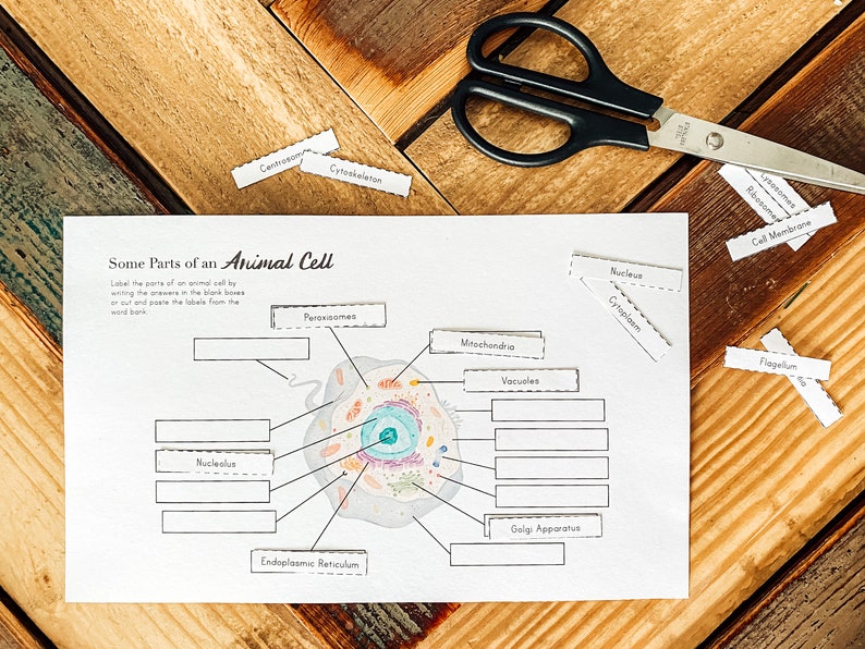 Animal Cell Science Resource Pack // Parts of an Animal Cell ...