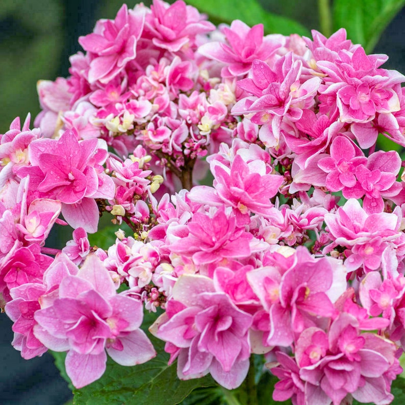 Hydrangea Macrophylla Rosy Splendor Plant Starter Plant - Etsy