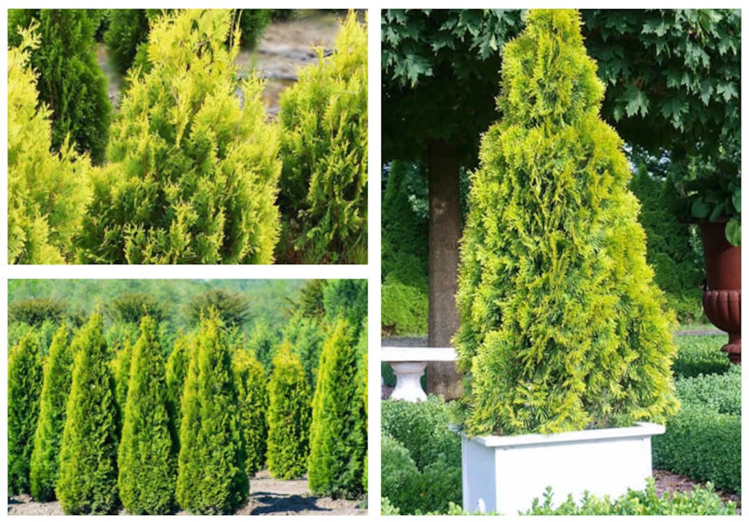 Thuja Occidentalis 'janed Gold' Plant, Starter Plant 5-10 Inch Tall - Etsy