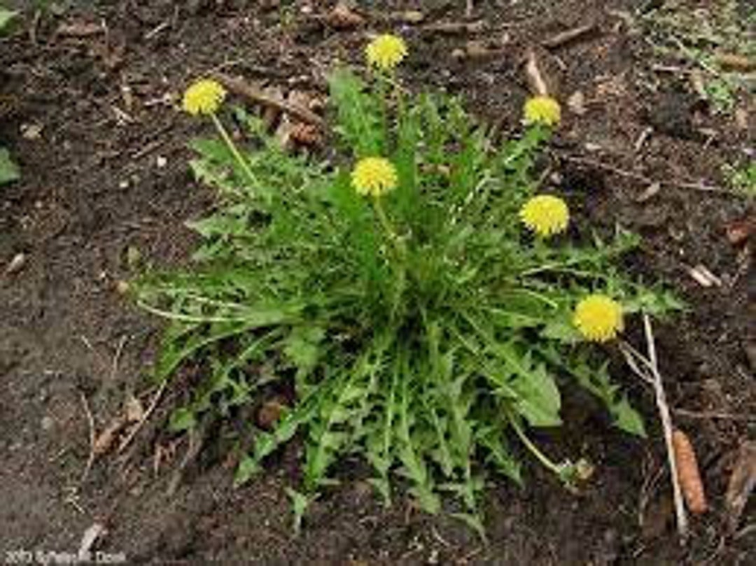 Dandilion Live Organic taraxacum Officinale Plants 10 Count, Dandelion ...