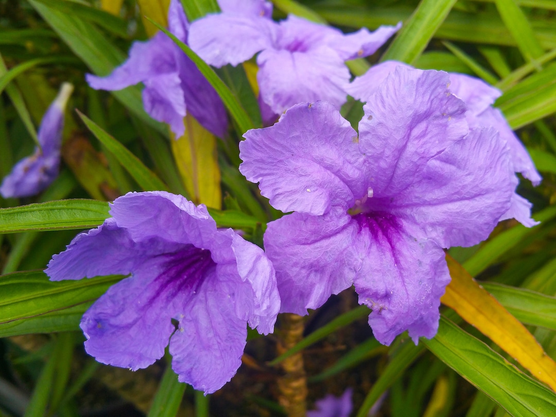 Purple Katy Baby Kate Dwarf Mexican Petunia Ruellia Plant Plant ...