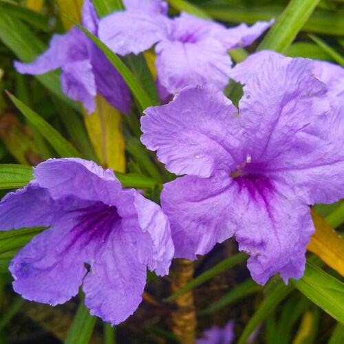 PURPLE Dwarf Mexican Petunia Katie Ruellia Plant Perennial - Etsy
