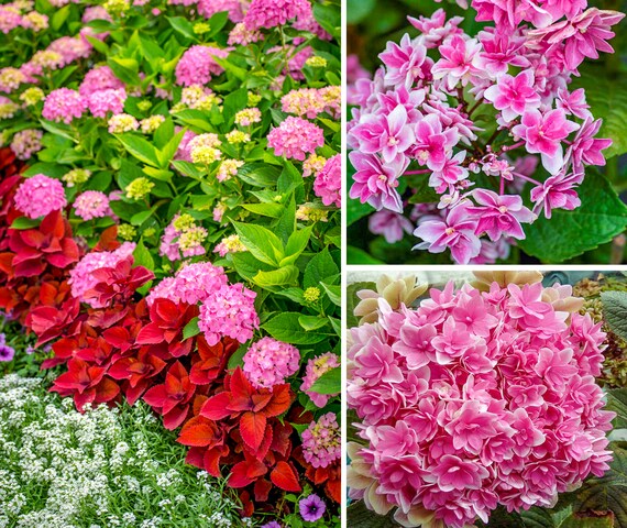 Hydrangea Macrophylla Rosy Splendor Plant Starter Plant - Etsy